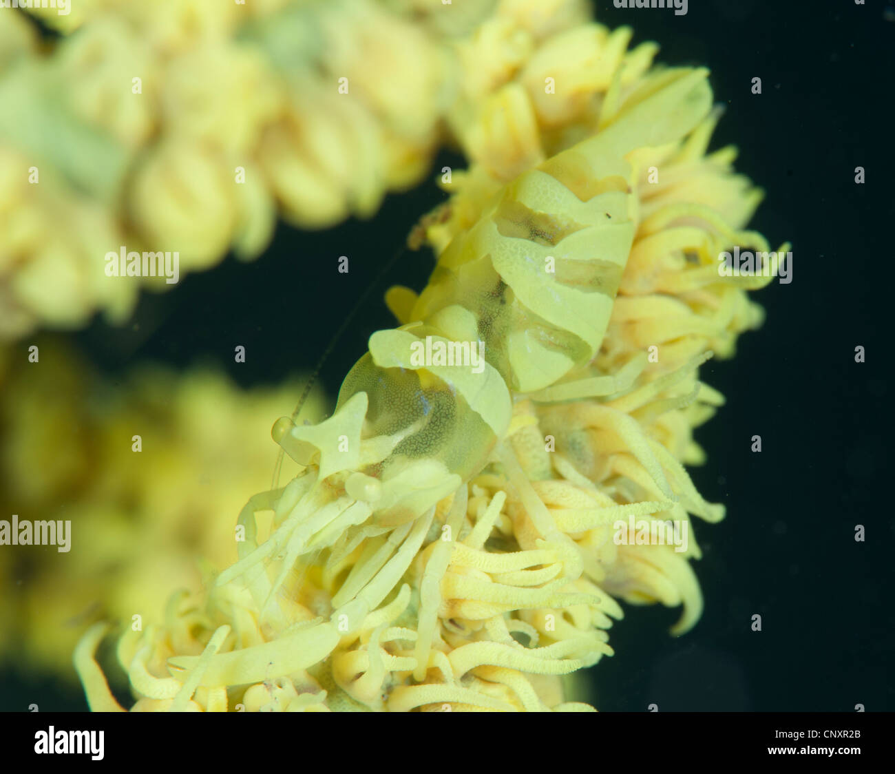 a whip-coral partner shrimp Stock Photo - Alamy