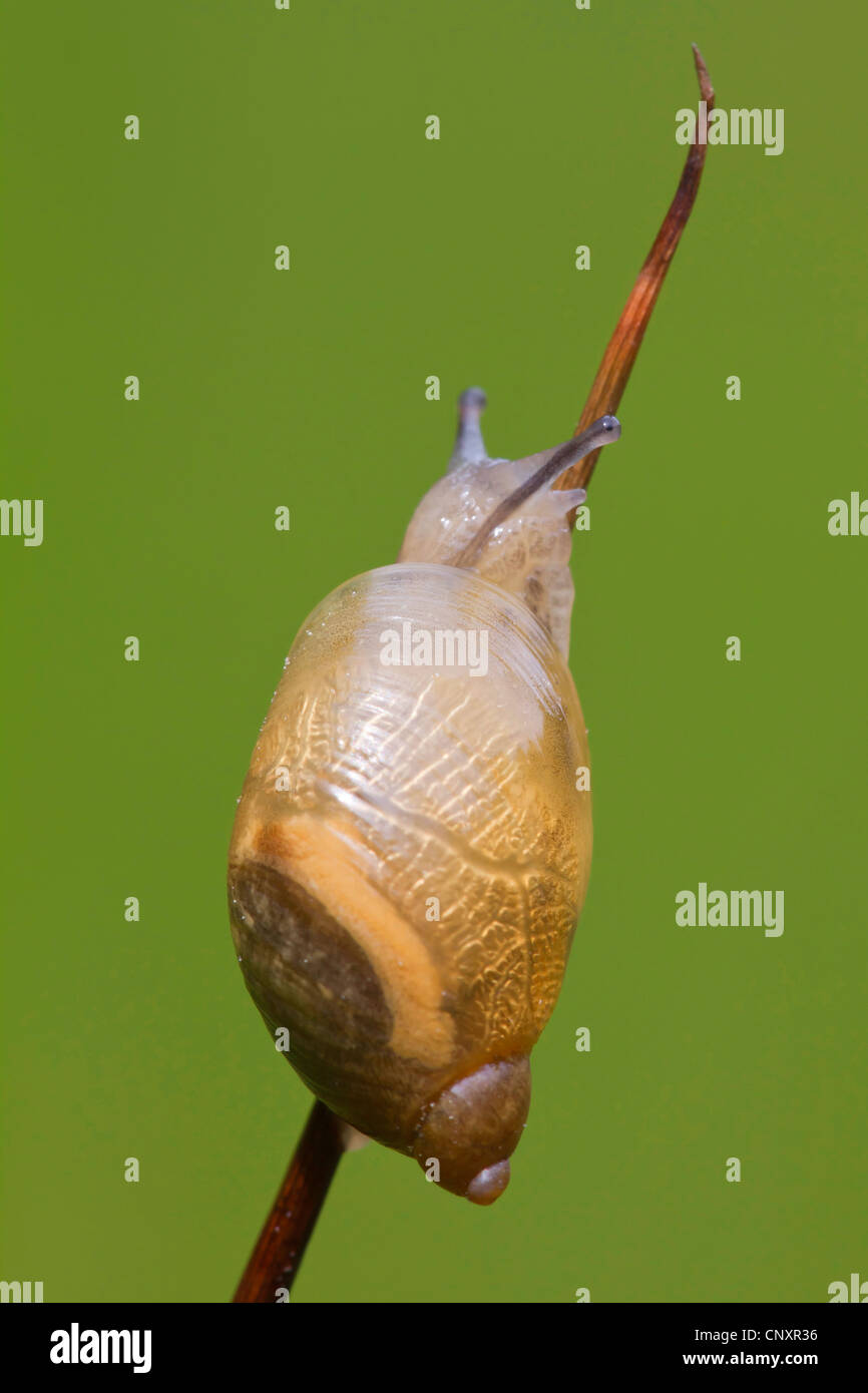 Large amber snail hi-res stock photography and images - Alamy