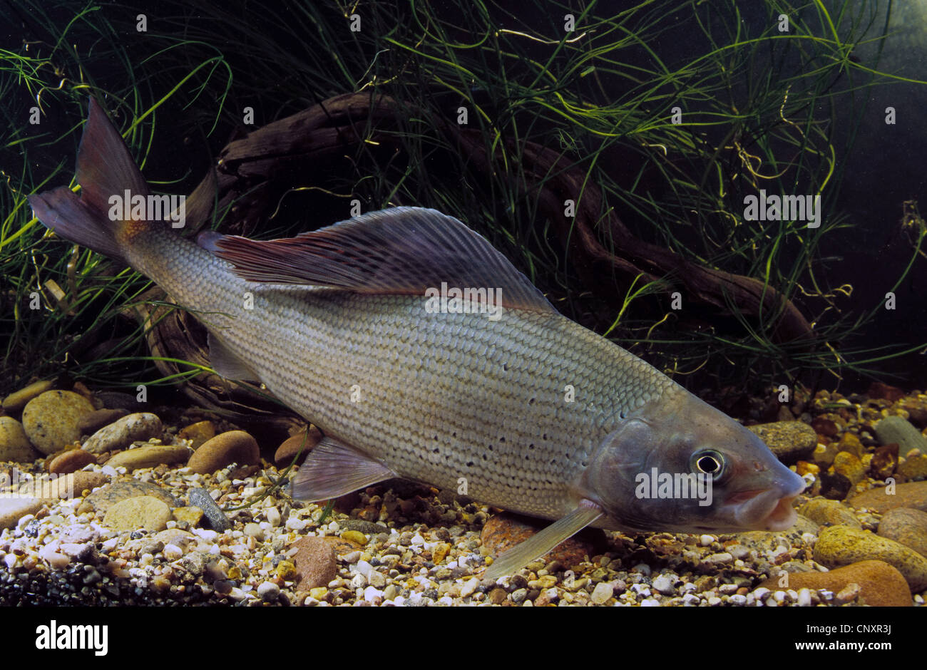 grayling (Thymallus thymallus), at the gravel ground of a river ...
