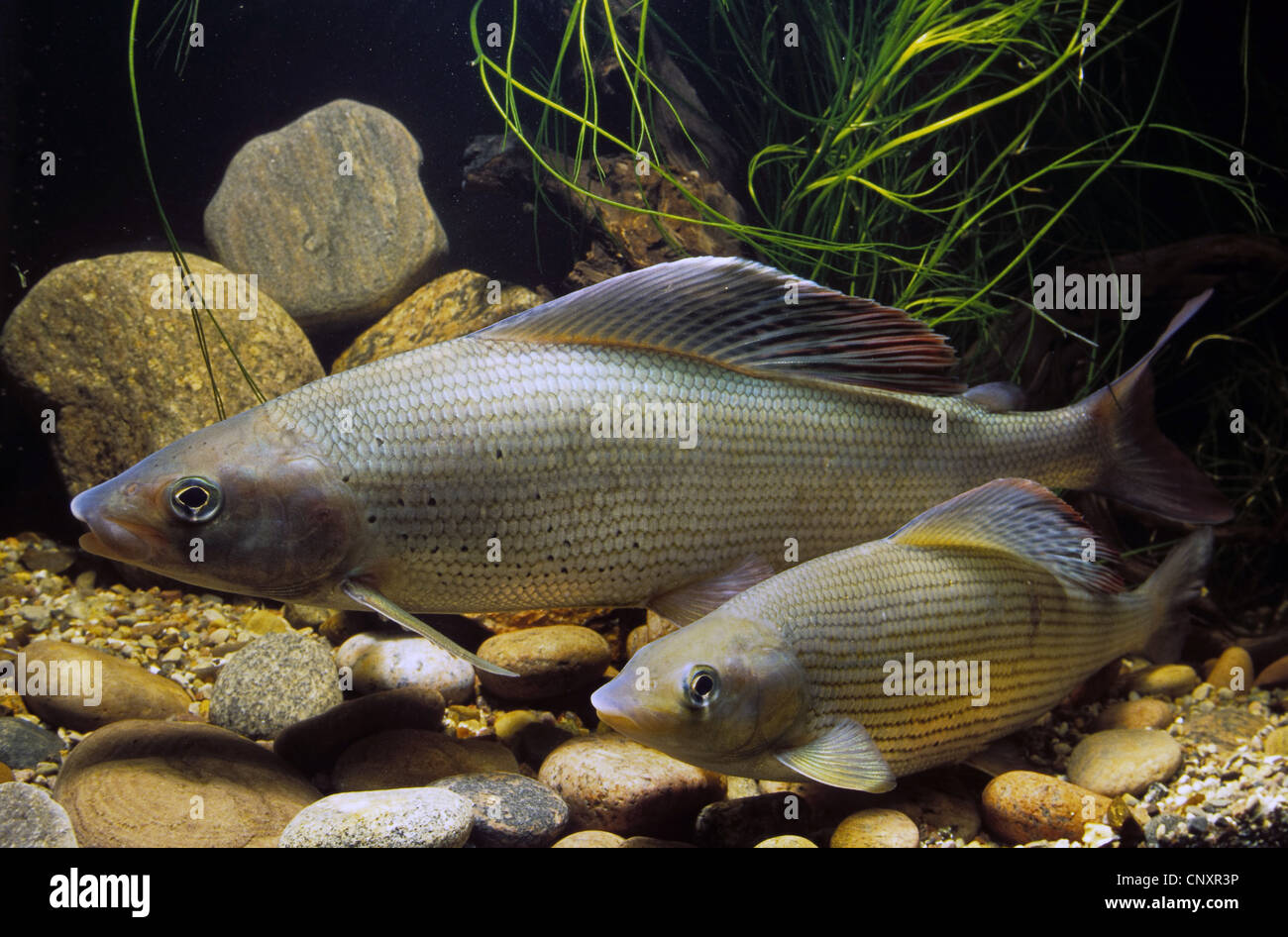 grayling (Thymallus thymallus), two fishes at the gravel ground of a ...