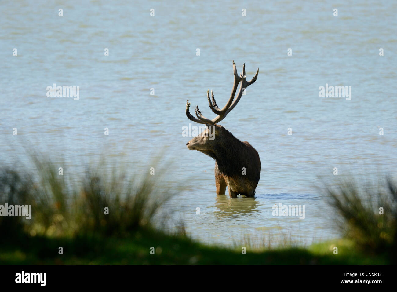Red deer (cervus elephus) bathing in lake, Rhodes animal's park ...