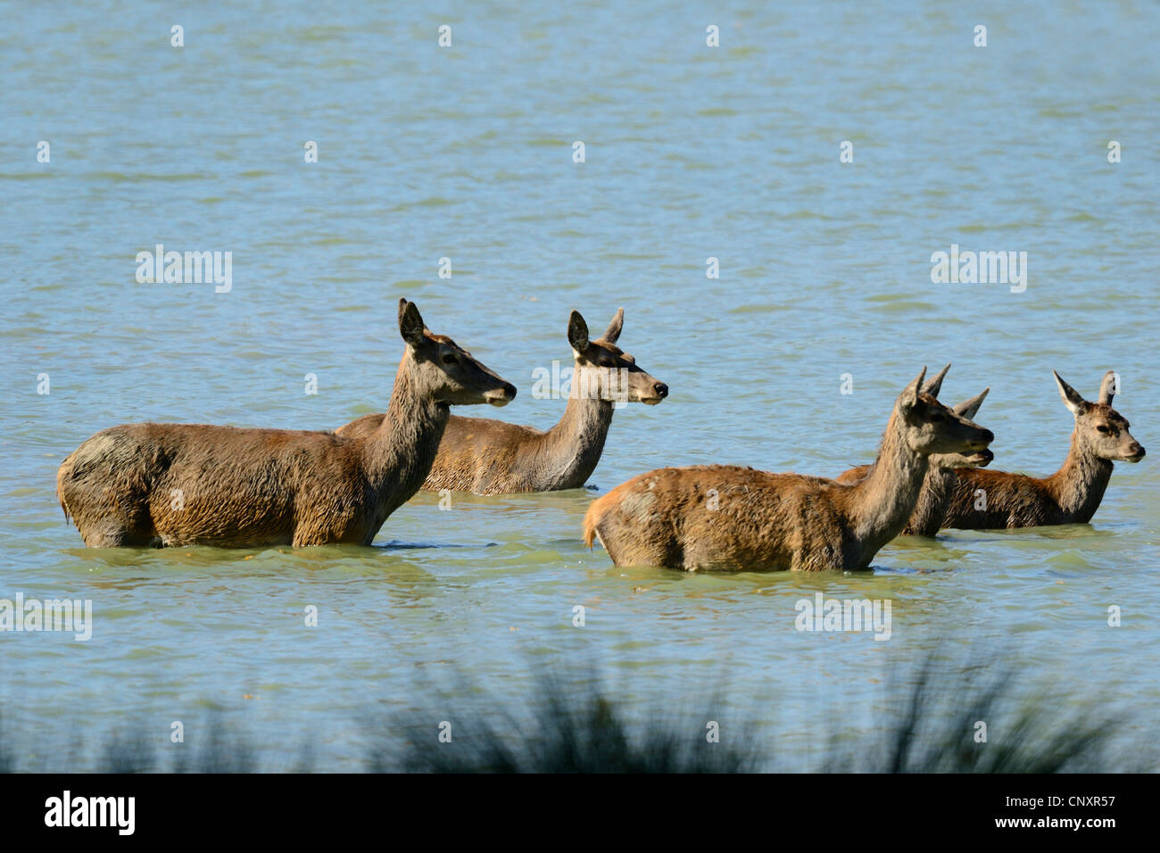 Group of does (cervus elephus) bathing in lake, Rhodes animal's park ...