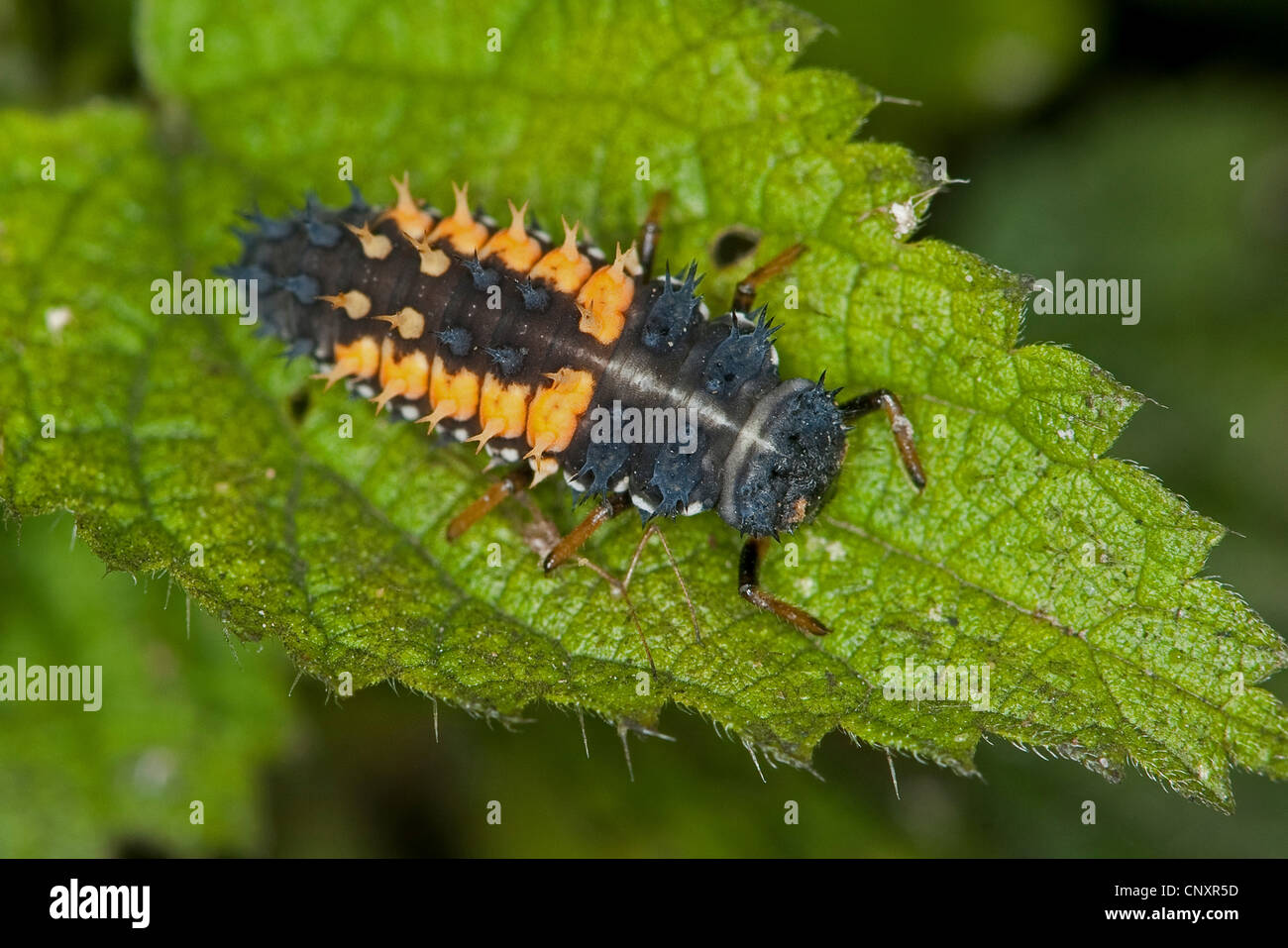 Lady beetle larvae hi-res stock photography and images - Alamy