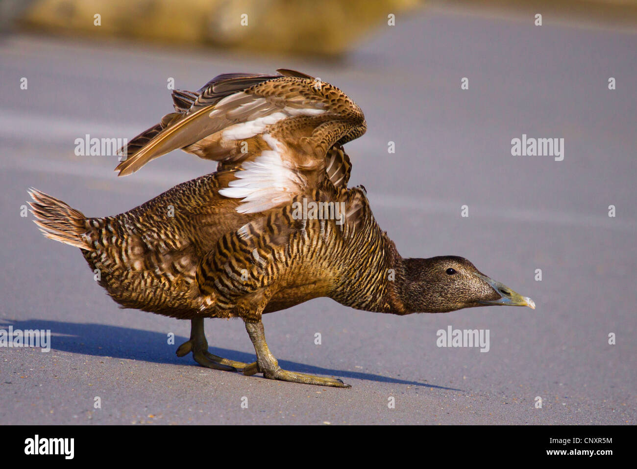 Female common eider duck somateria hi-res stock photography and images ...
