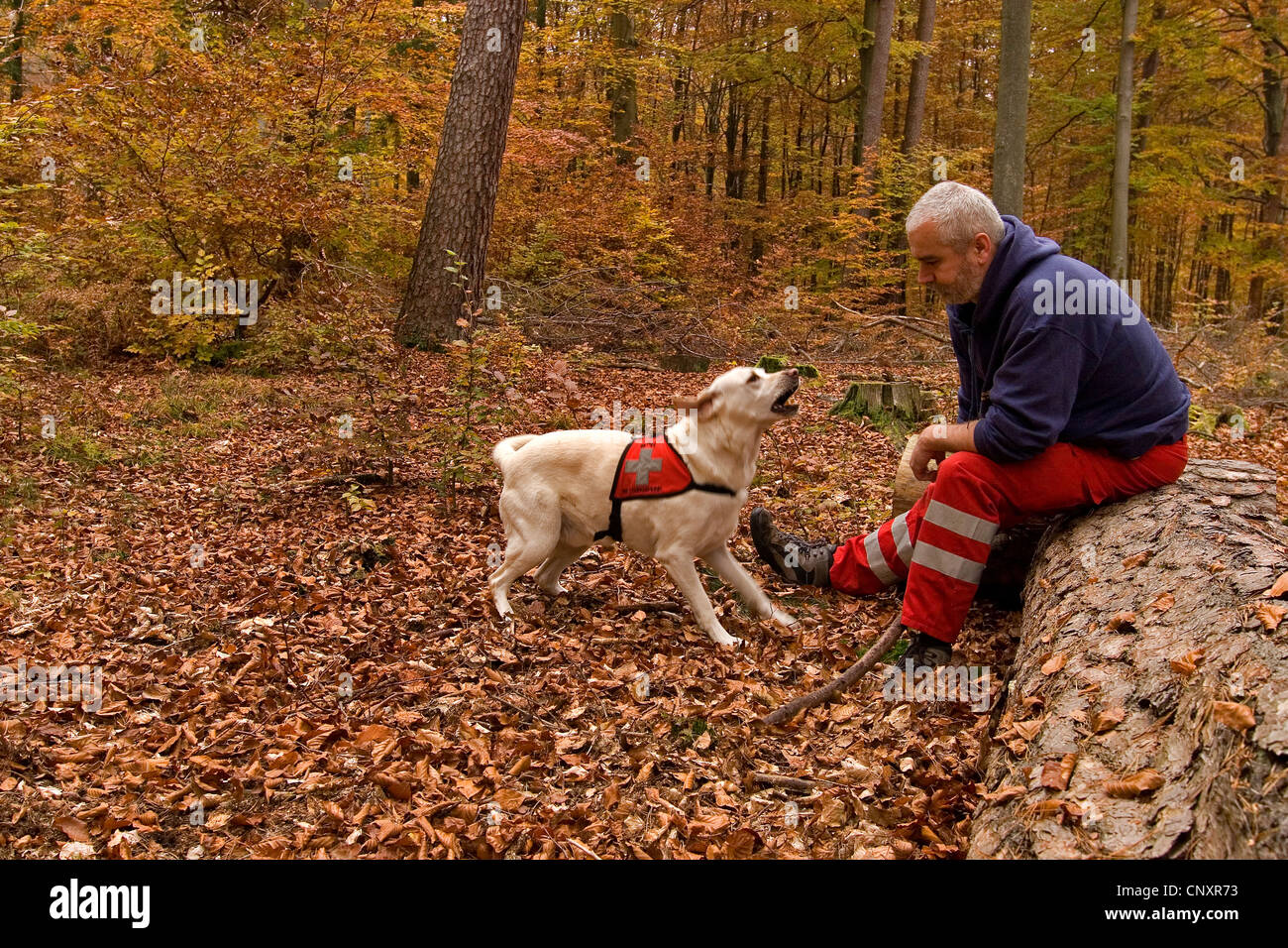 Labrador Retriever (Canis lupus f. familiaris), search and rescue dog ...