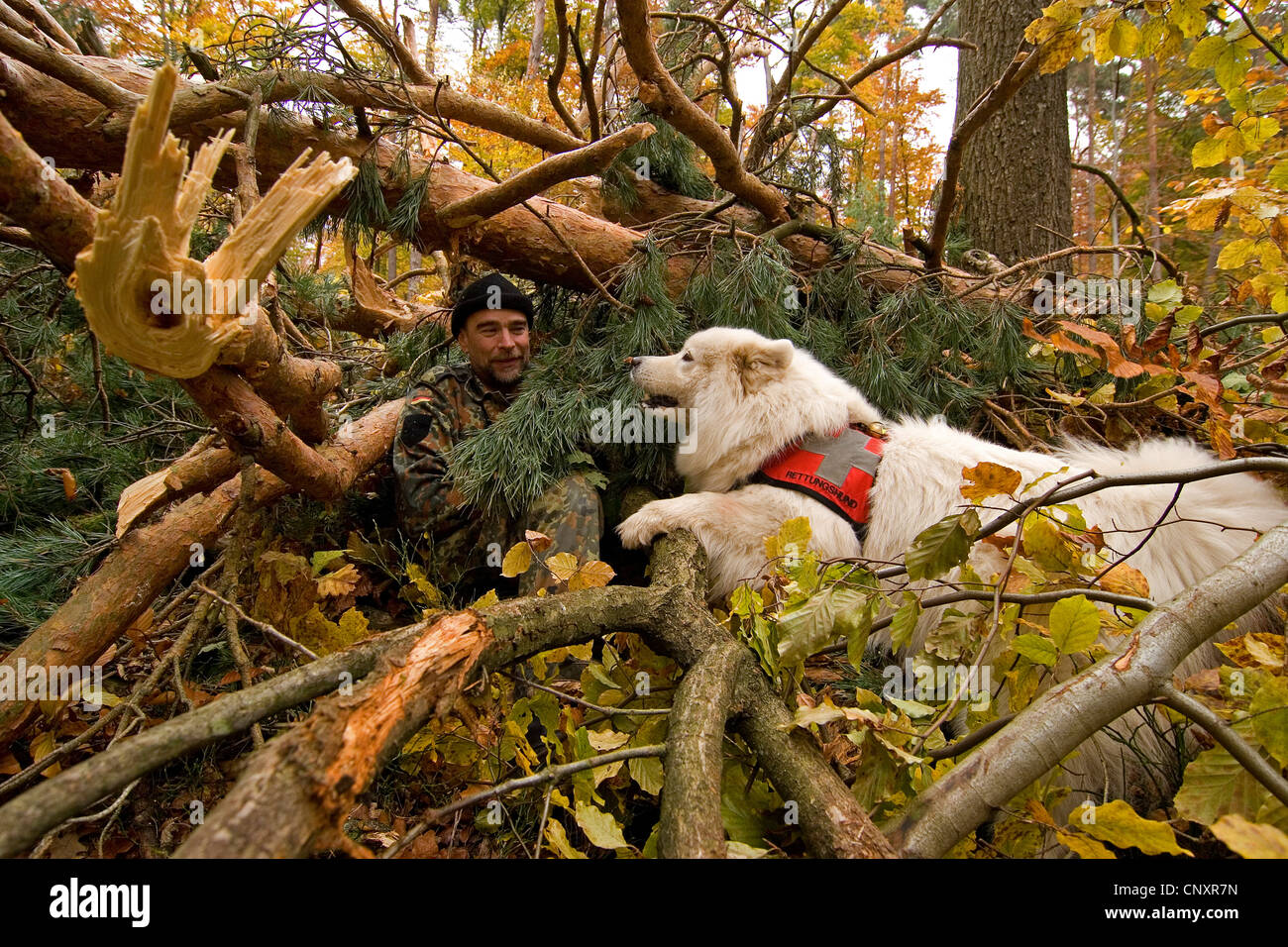 Rescue dog finding person hi-res stock photography and images - Alamy