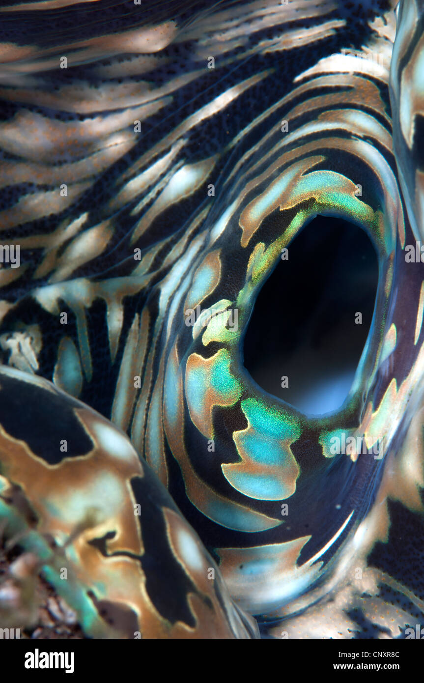 An abstract of a clam mantle Stock Photo - Alamy