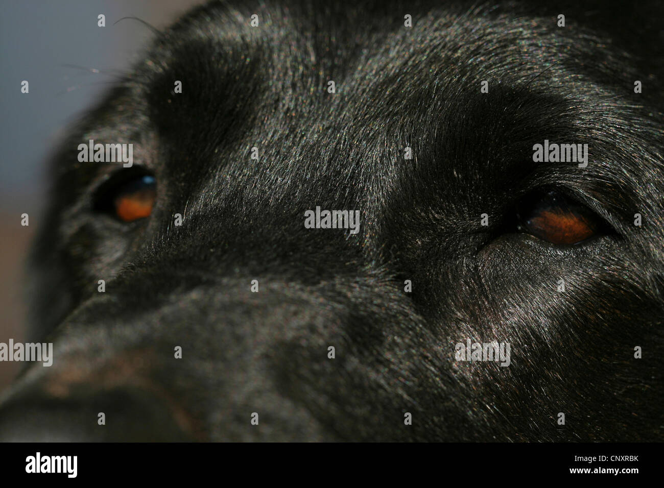 Labrador Retriever (Canis lupus f. familiaris), close-up of the eyes ...