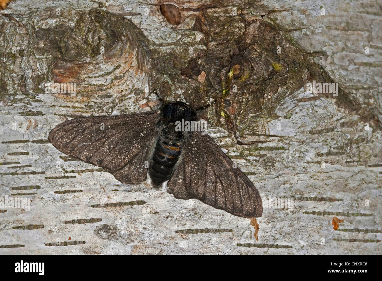 Peppered moth (Biston betularia f. carbonaria, Biston betularius), dark ...