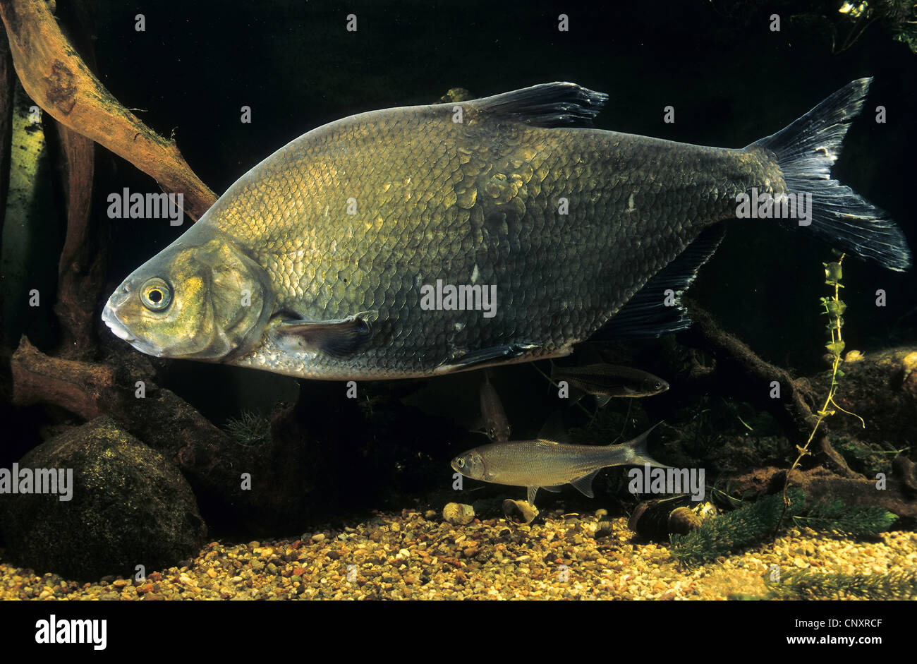 common bream, freshwater bream, carp bream (Abramis brama), side view ...