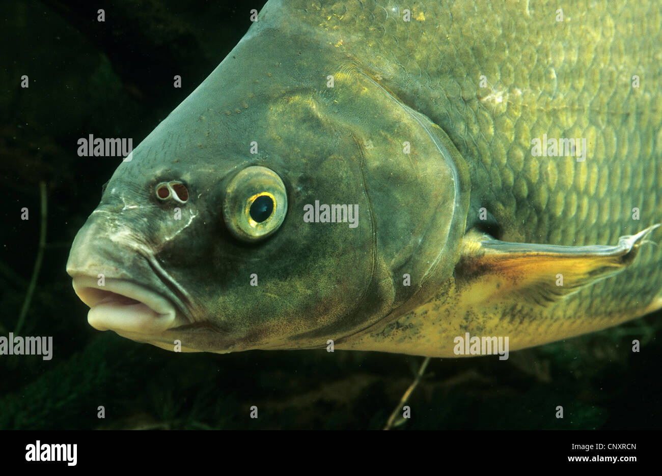 common bream, freshwater bream, carp bream (Abramis brama), side view ...