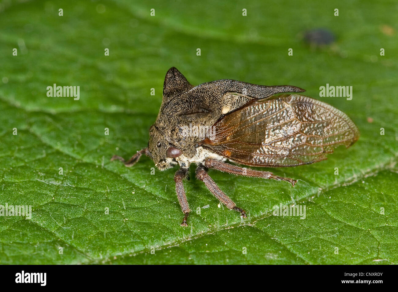 Horned Treehopper High Resolution Stock Photography and Images - Alamy