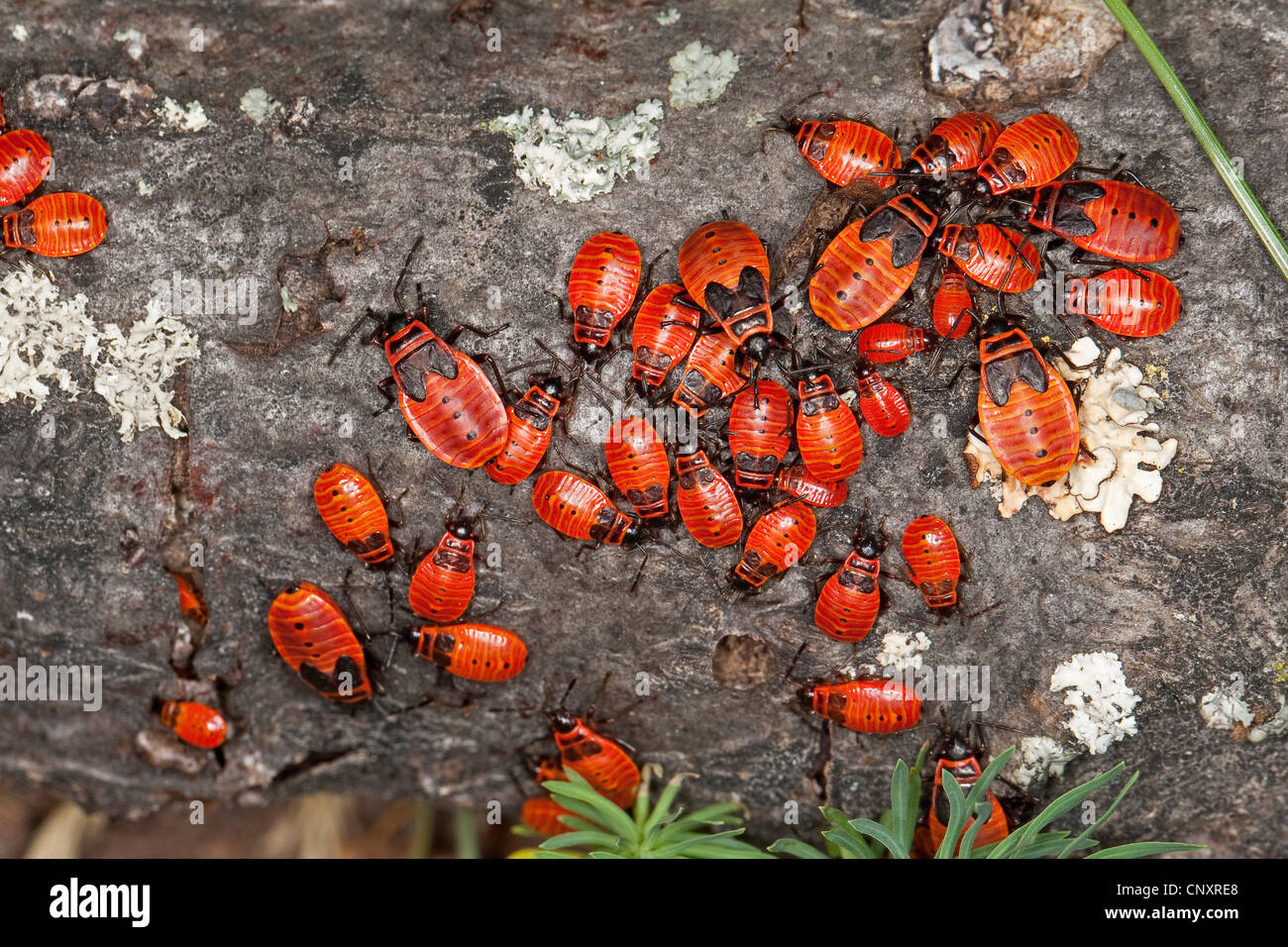 firebug (Pyrrhocoris apterus), larvae sitting on a branch, Germany ...