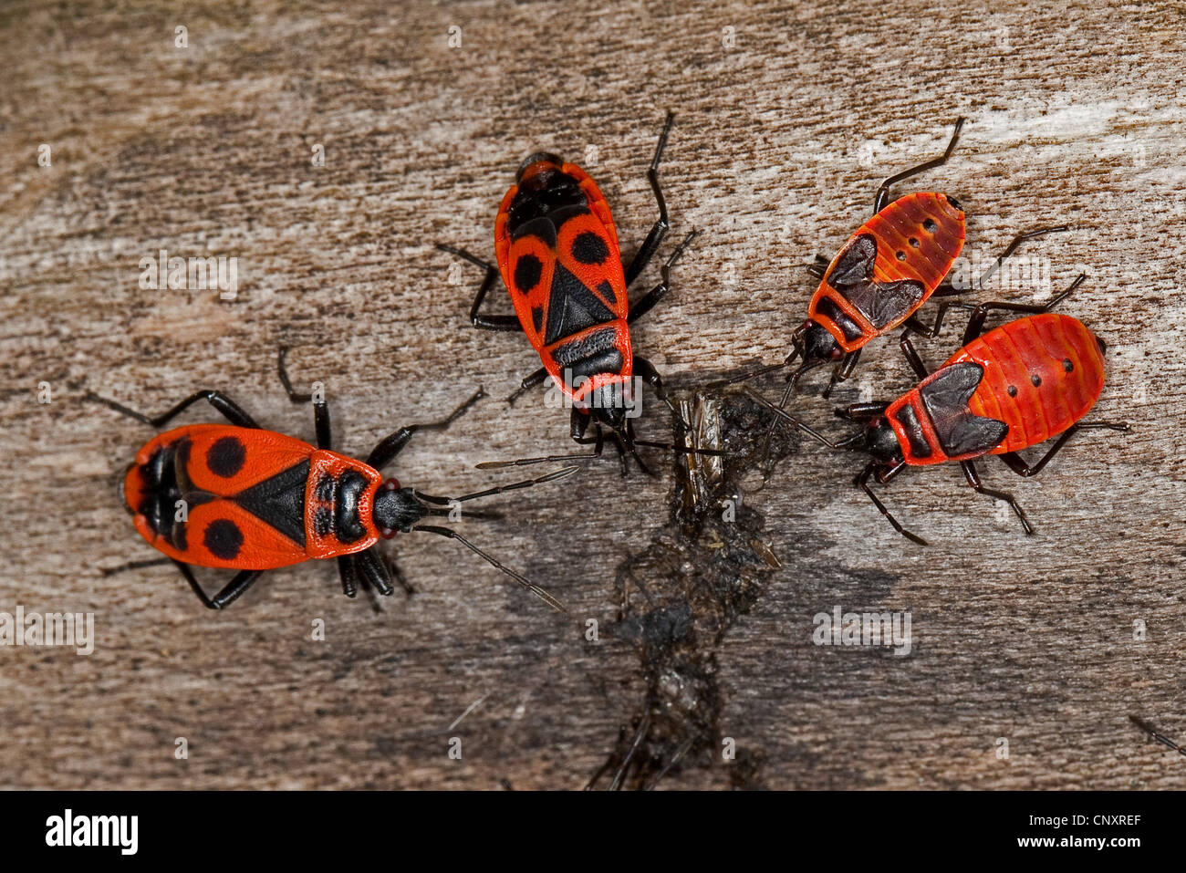 firebug (Pyrrhocoris apterus), adults and larvae sitting on a branch ...