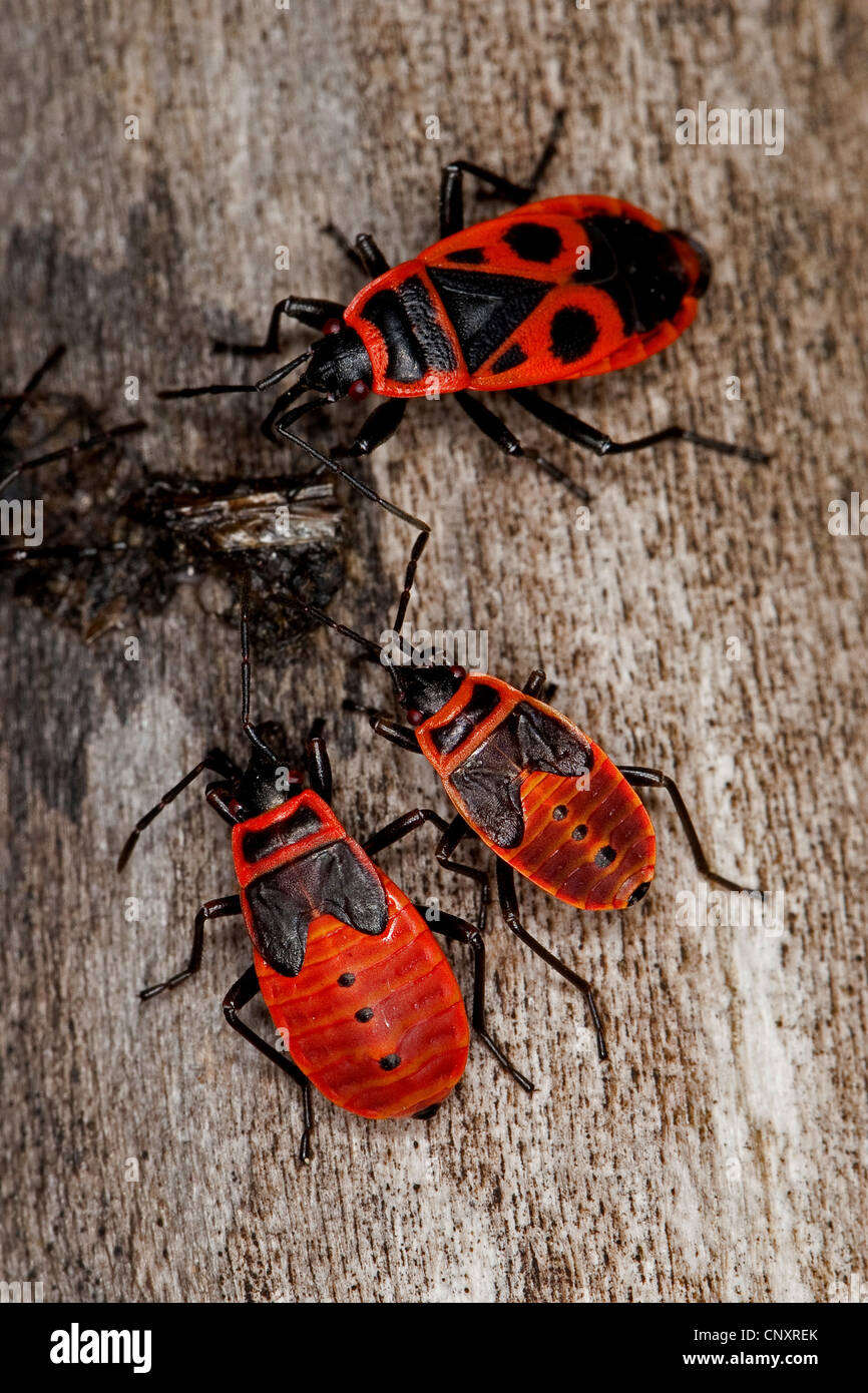 firebug (Pyrrhocoris apterus), adults and larvae sitting on a branch ...