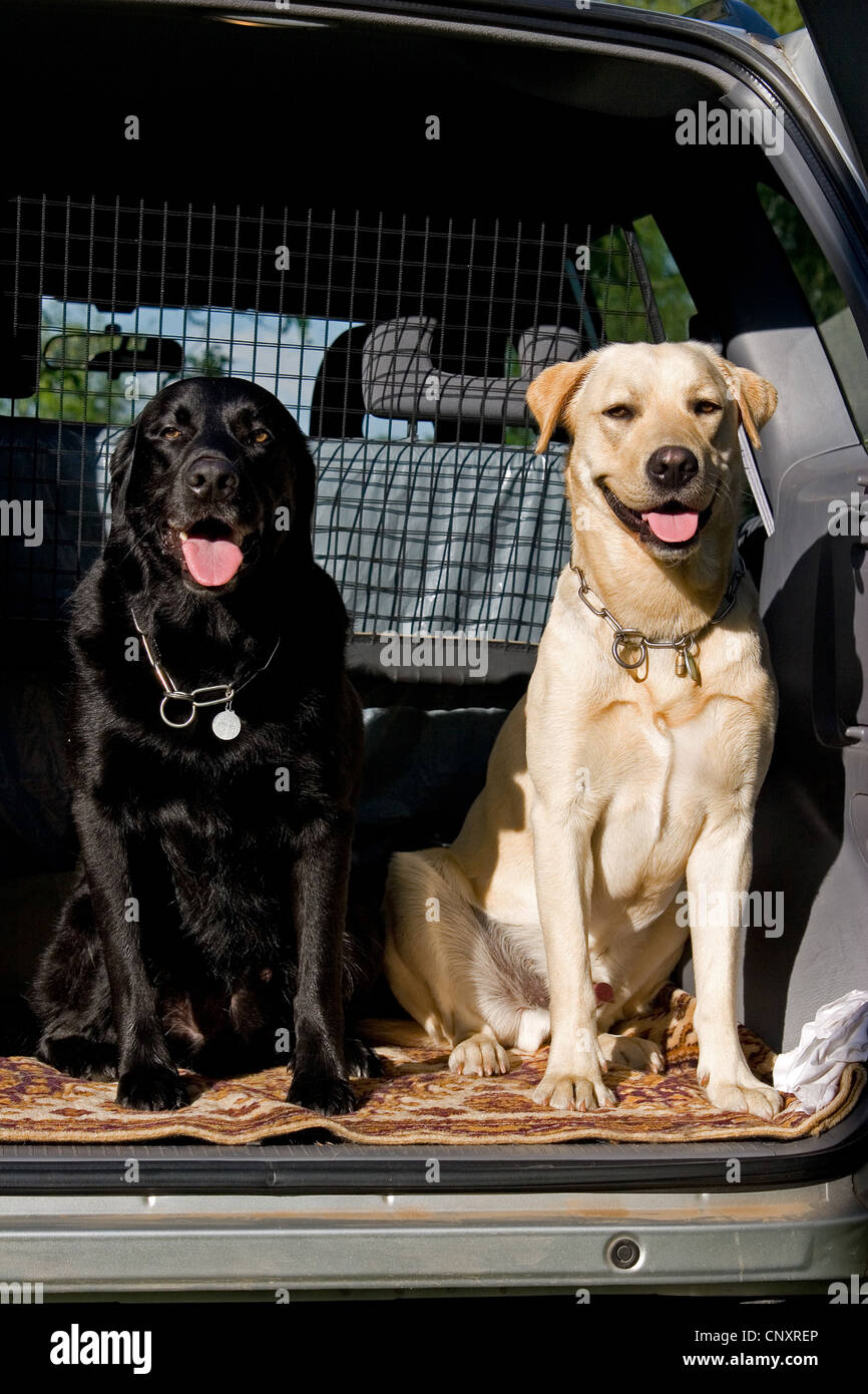 Labrador Retriever (Canis lupus f. familiaris), two dogs sitting in car ...