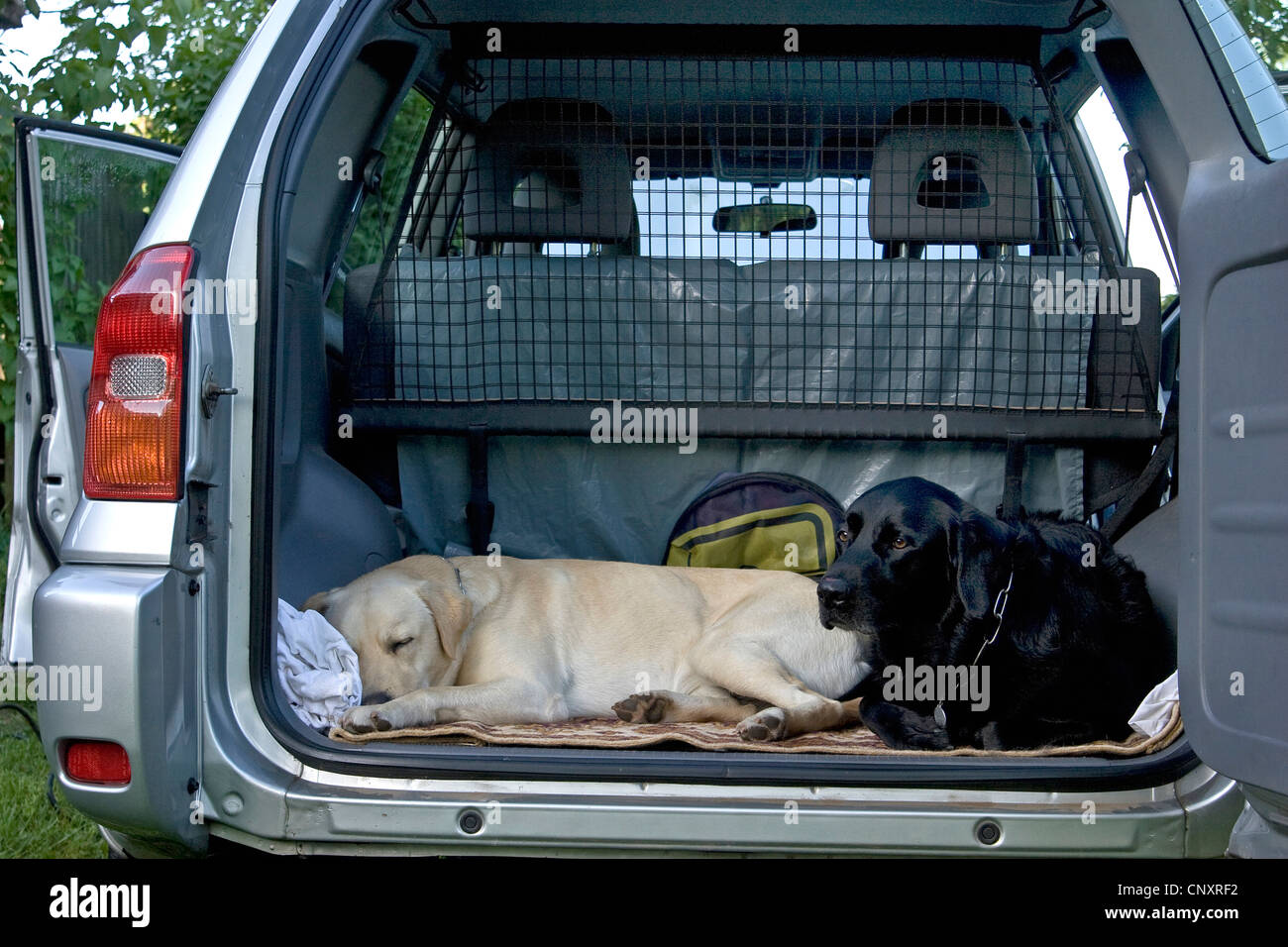 Labrador Retriever (Canis lupus f. familiaris), two dogs lying in car ...
