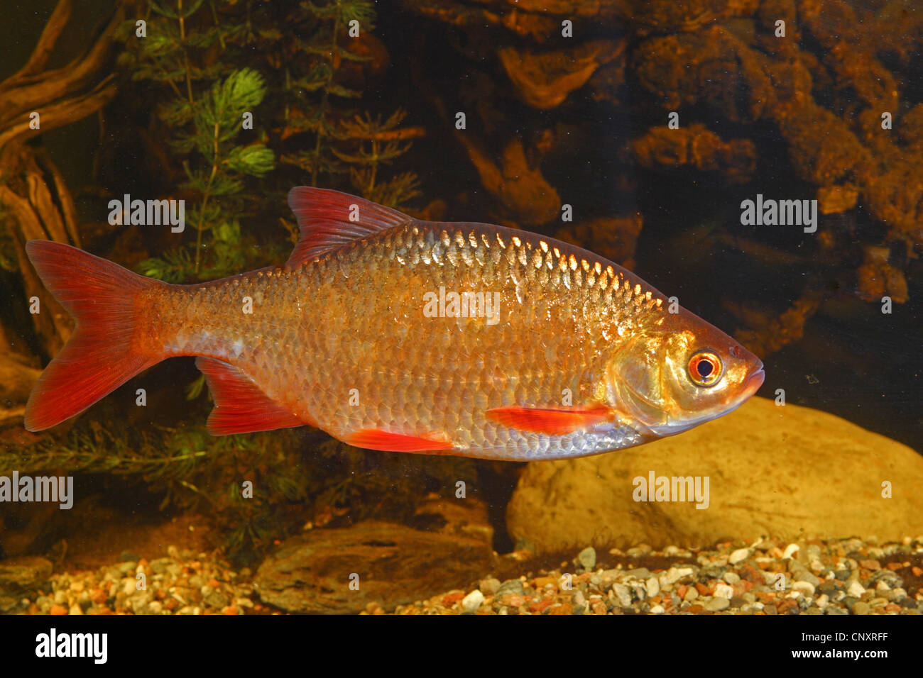 Common rudd (Scardinius erythrophthalmus), cultivated form Stock Photo ...