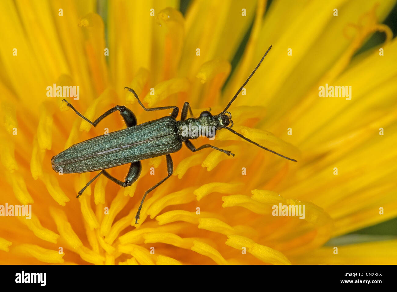 Pollen-feeding Beetle, Thick-legged Flower Beetle, false blister beetle ...