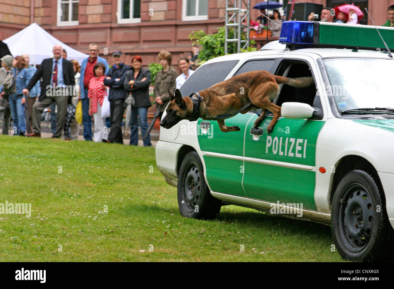 Malinois (Canis lupus f. familiaris), police dog jumping out of a ...
