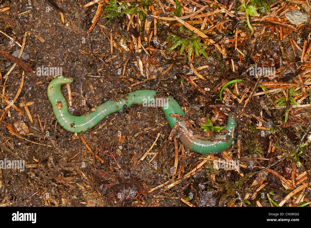 Green Earthworm (Allolobophora smaragdina), on conifer forest ground ...