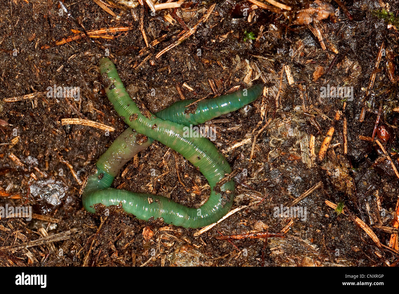 Earthworm forest hi-res stock photography and images - Alamy
