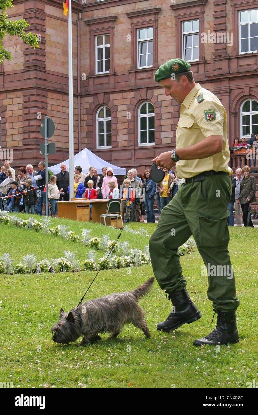 domestic dog (Canis lupus f. familiaris), police dog walking over lawn ...