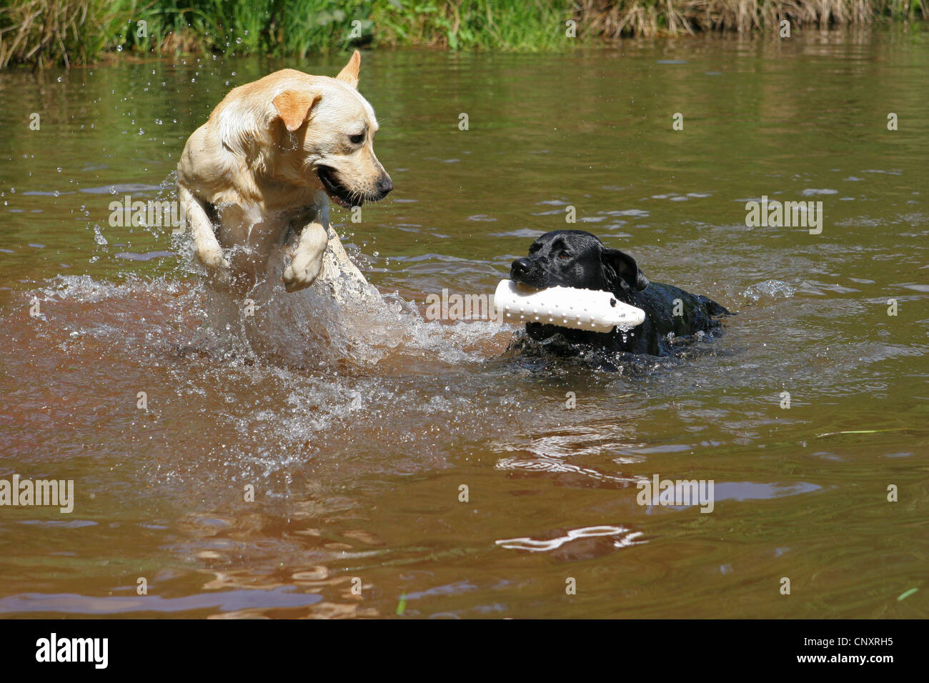 Two pedigree labrador dogs hi-res stock photography and images - Alamy
