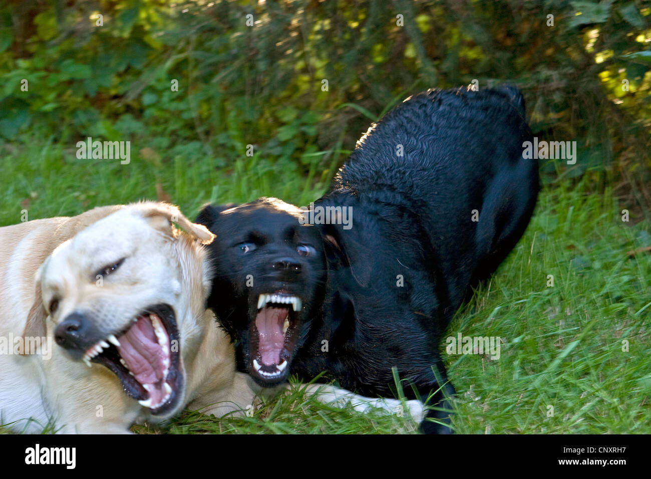 Labrador Retriever (Canis lupus f. familiaris), two dogs displaying ...