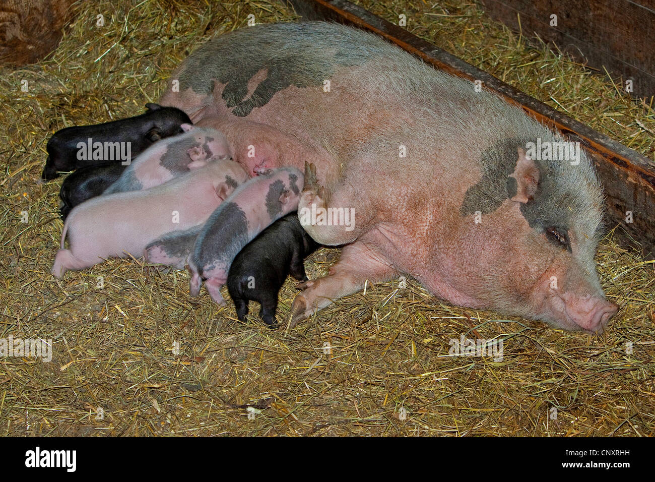 Vietnamese piglets hi-res stock photography and images - Alamy
