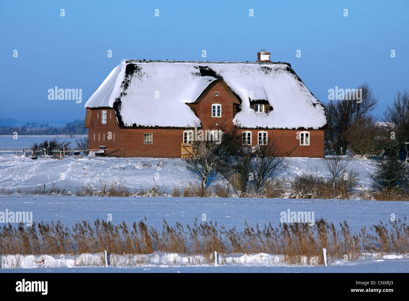 Traditional Frisian thatched house in the snow in winter, Nordfriesland ...