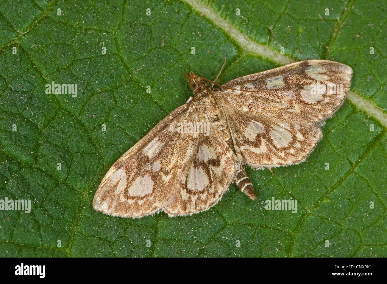 Crowned Phlyctaenia Moth (Anania coronata, Phlyctaenia coronata ...
