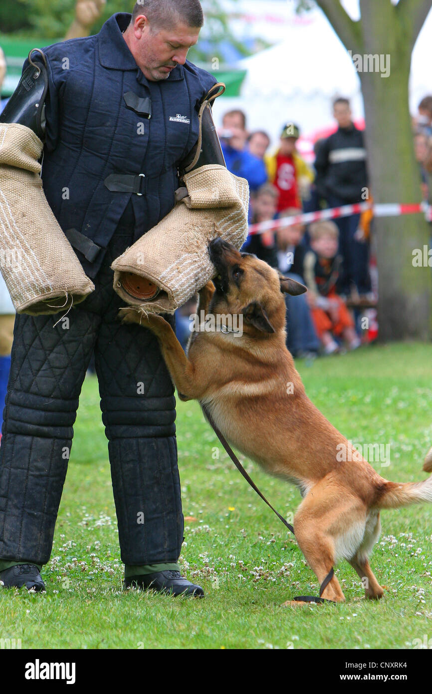 Malinois dog dogs hi-res stock photography and images - Alamy