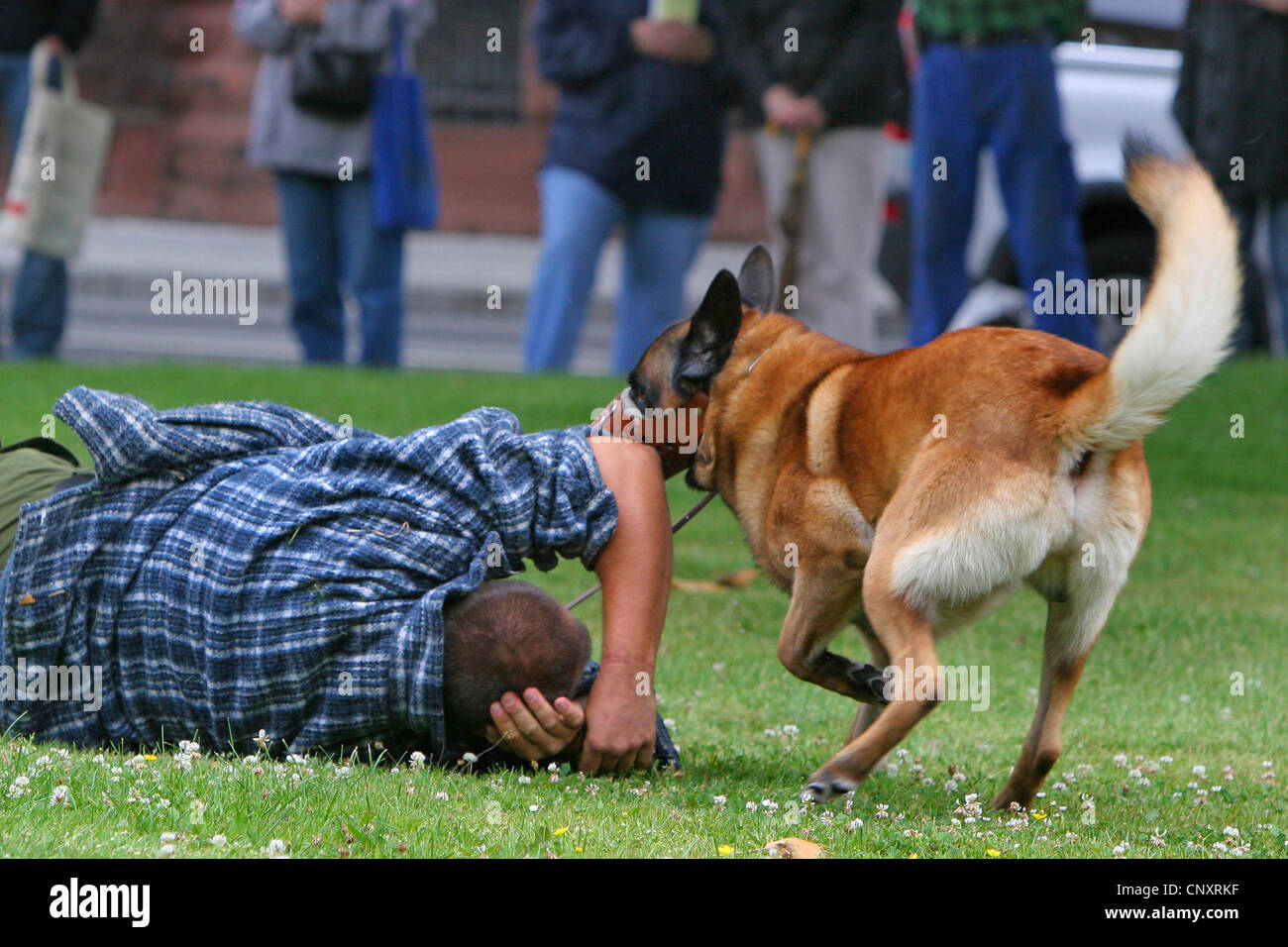 Malinois (Canis lupus f. familiaris), police dog apprehending a fake ...