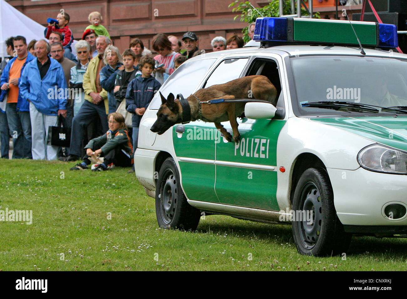 Malinois (Canis lupus f. familiaris), police dog jumping out of a ...