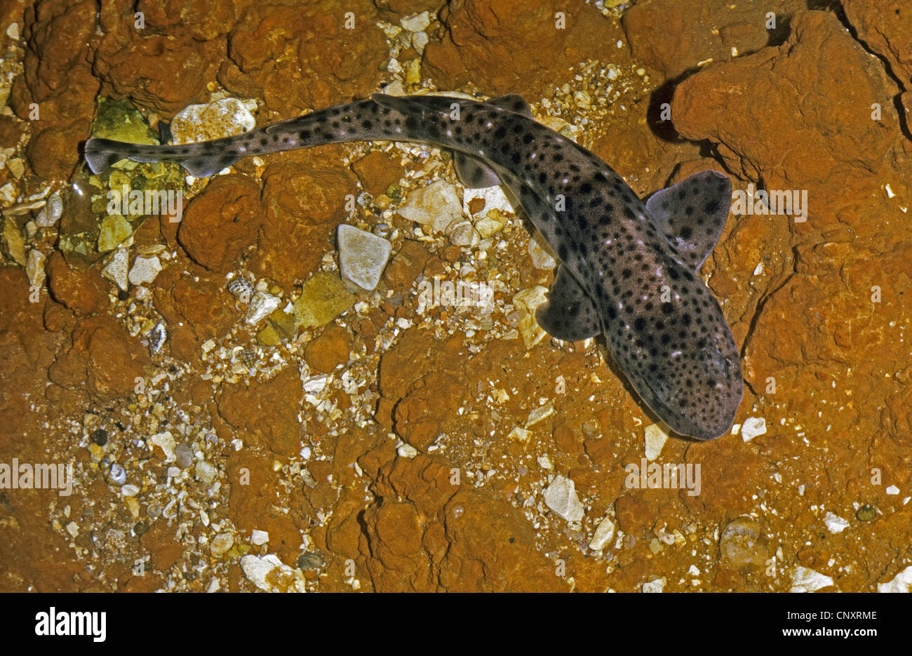 lesser spotted dogfish, smallspotted dogfish, rough hound, smallspotted ...