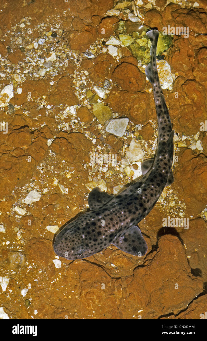 lesser spotted dogfish, smallspotted dogfish, rough hound, smallspotted ...