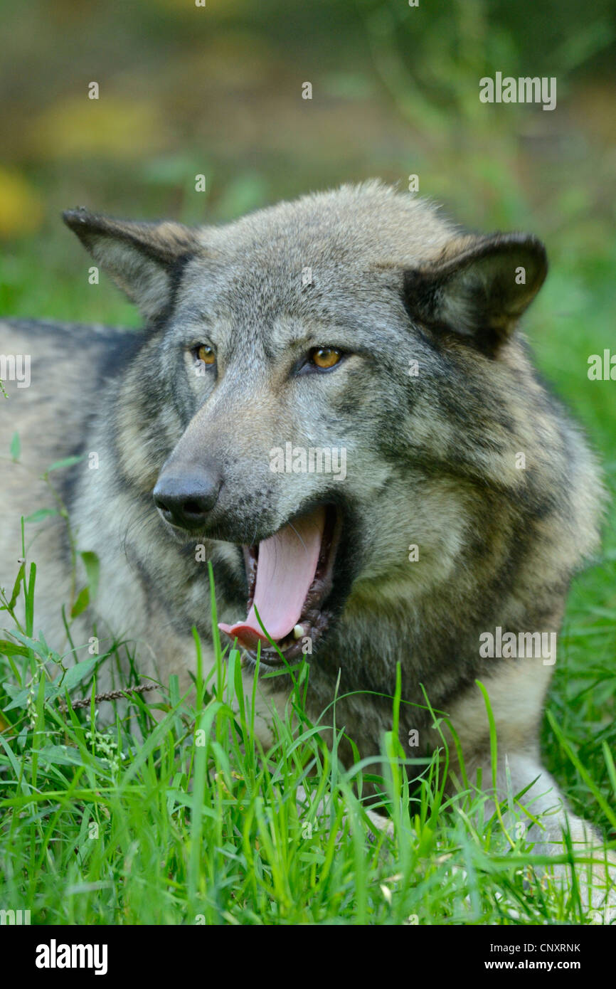 Grey wolf (canis lupus), Rhodes animal's park, Moselle, France, Europe ...