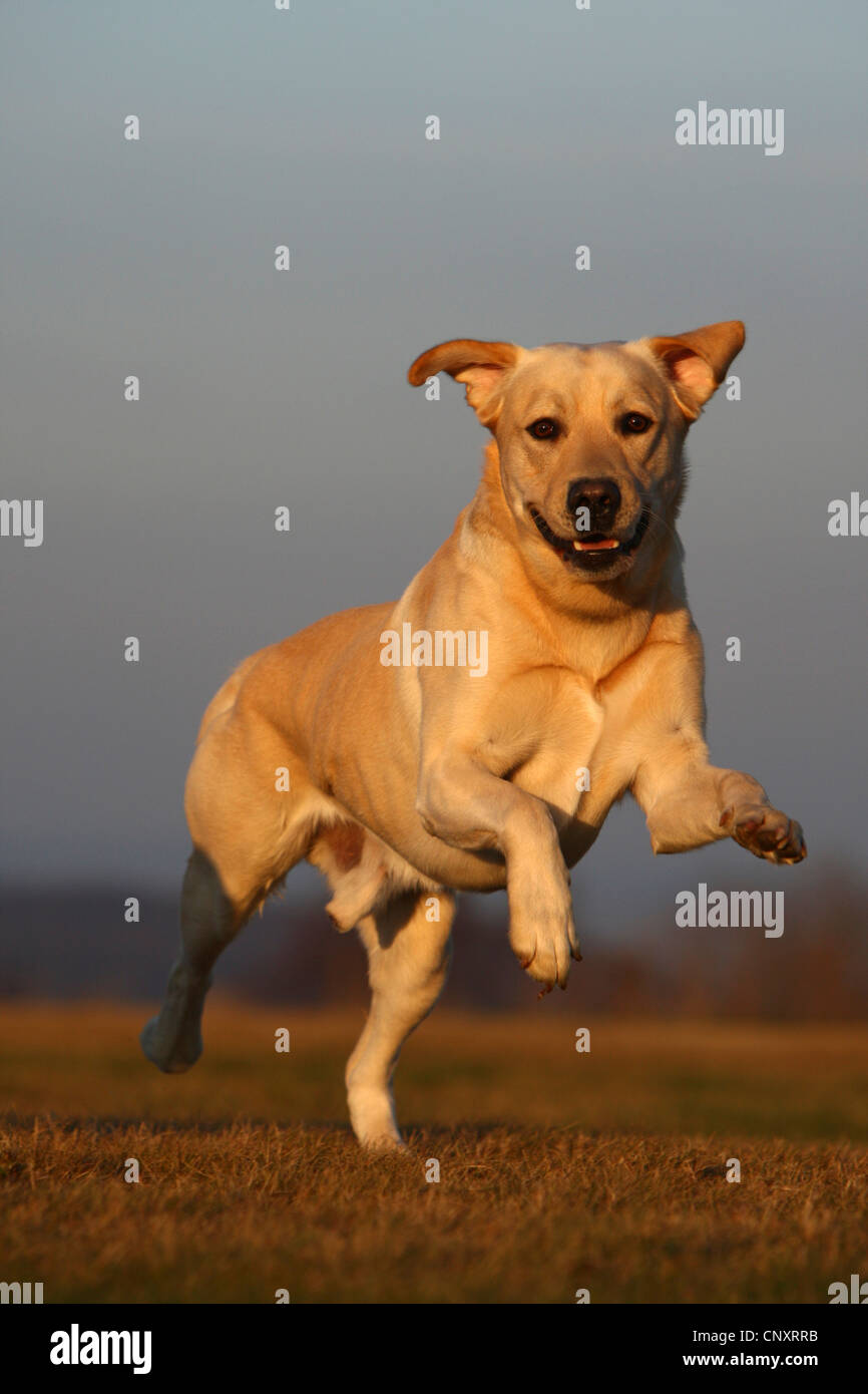Labrador Retriever Jumping High Resolution Stock Photography and Images ...