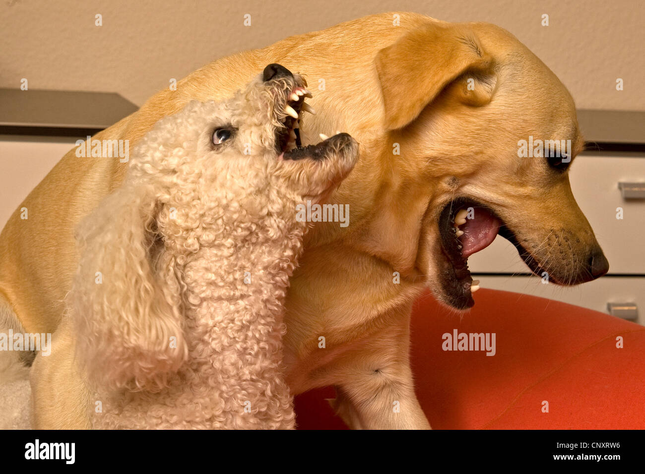 Displaying teeth hi-res stock photography and images - Alamy