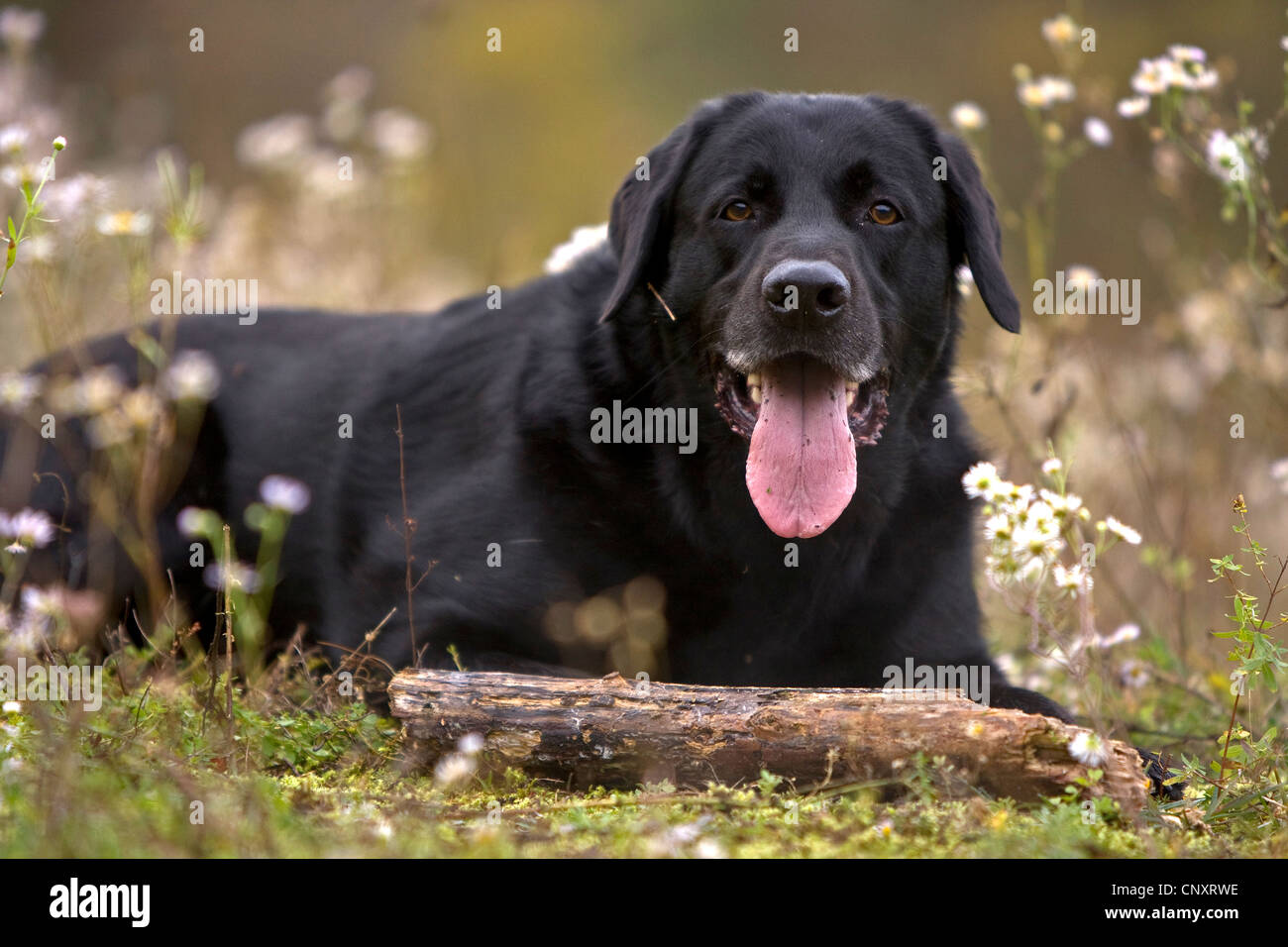 Black labrador retriever stick hi-res stock photography and images - Alamy