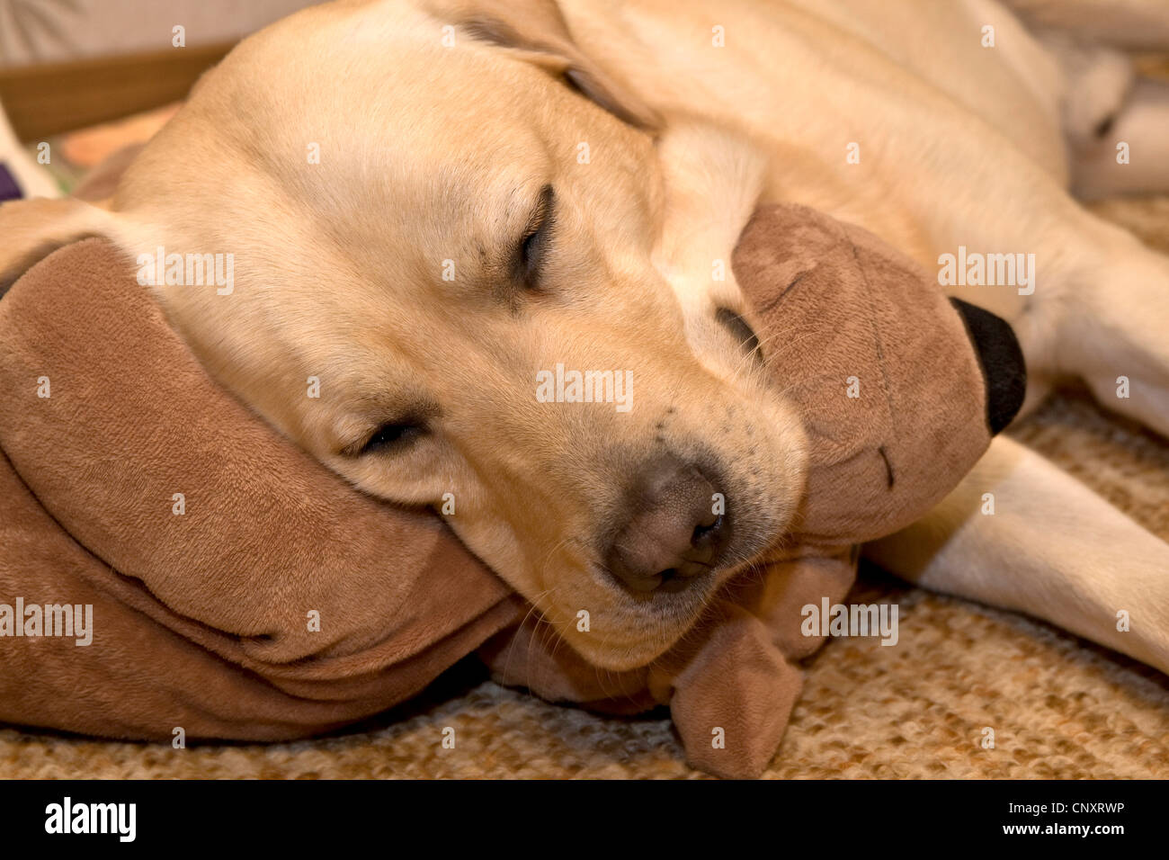 Labrador Retriever (Canis lupus f. familiaris), sleeping on cuddly toy ...
