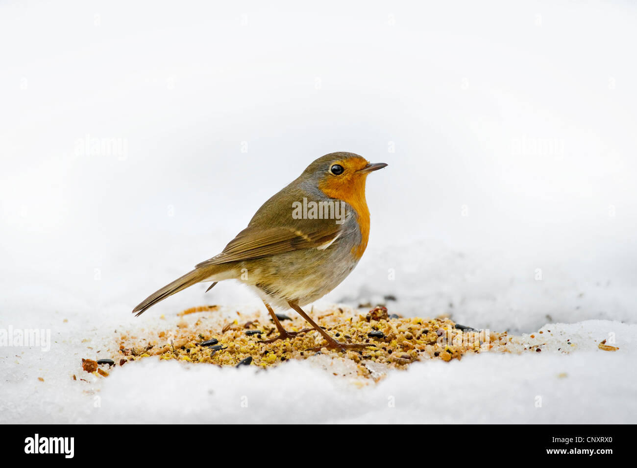 European robin (Erithacus rubecula) at bird feeding spot in the snow in ...