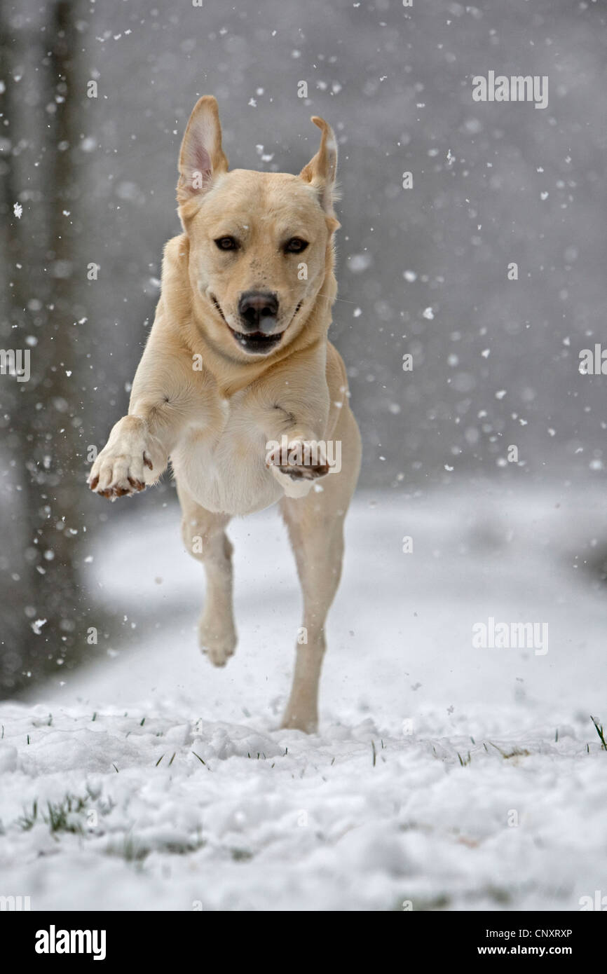 Active labrador retriever hi-res stock photography and images - Alamy
