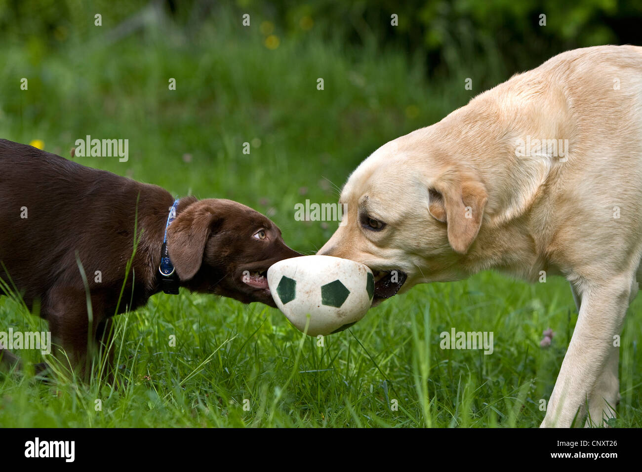 Labrador Retriever (Canis lupus f. familiaris), and puppy playing with ...