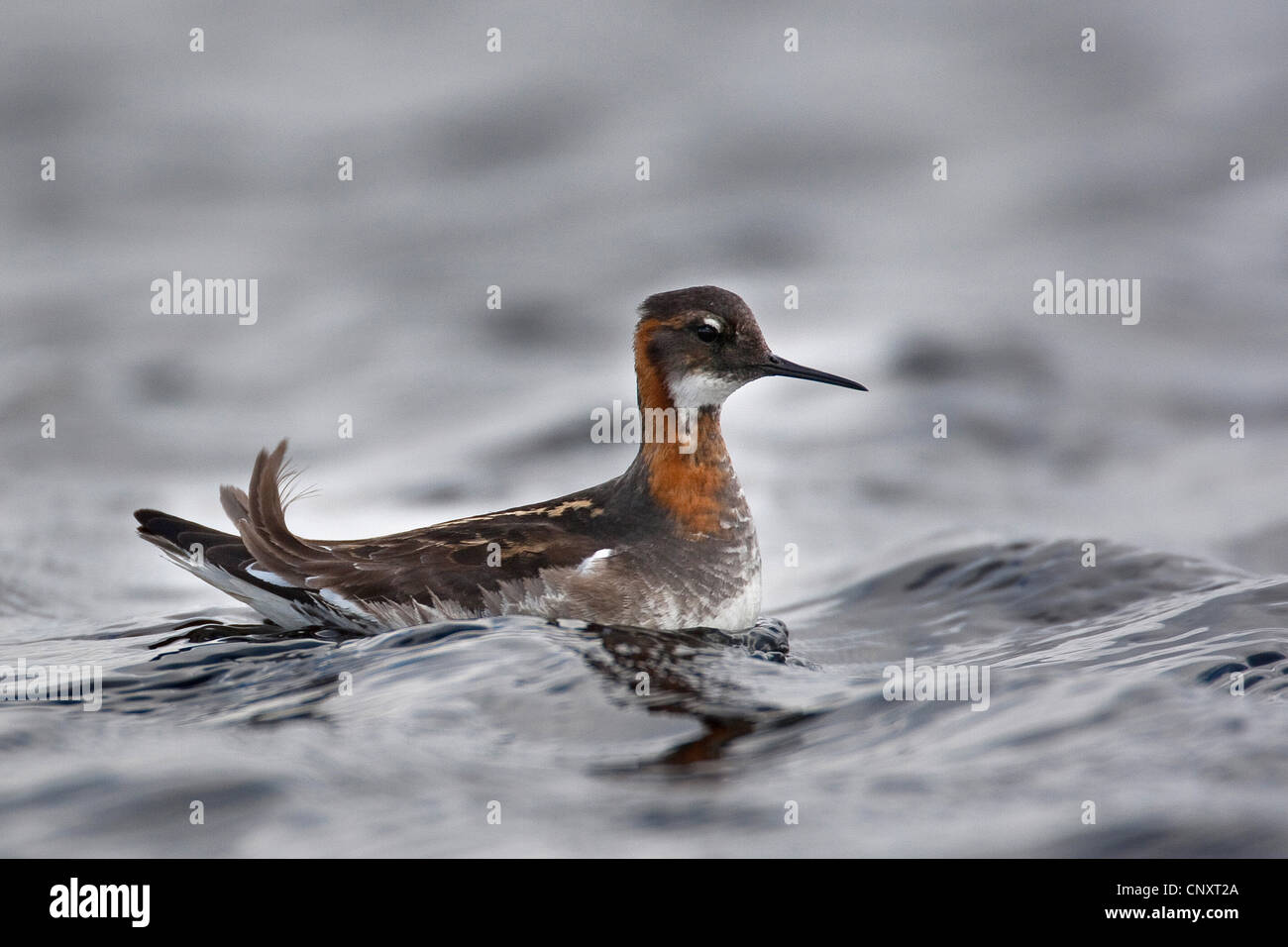 red-necked phalarope (Phalaropus lobatus), female in breeding plumage ...