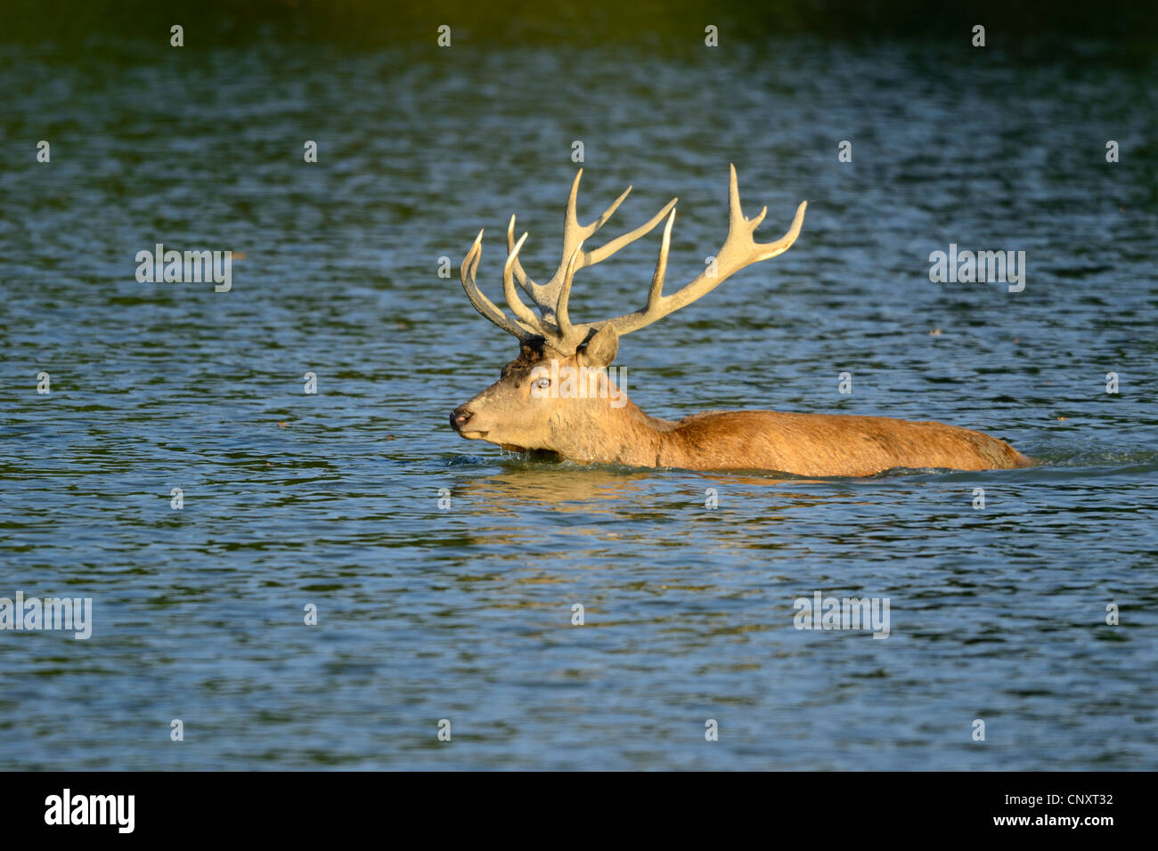 Red deer (cervus elephus) swimming in lake, Rhodes animal's park ...