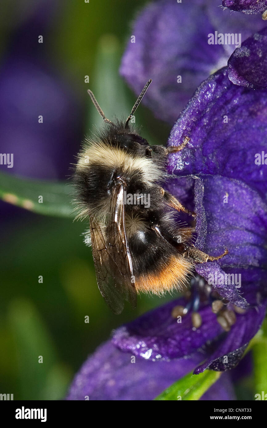 Bombus pyrenaeus hi-res stock photography and images - Alamy