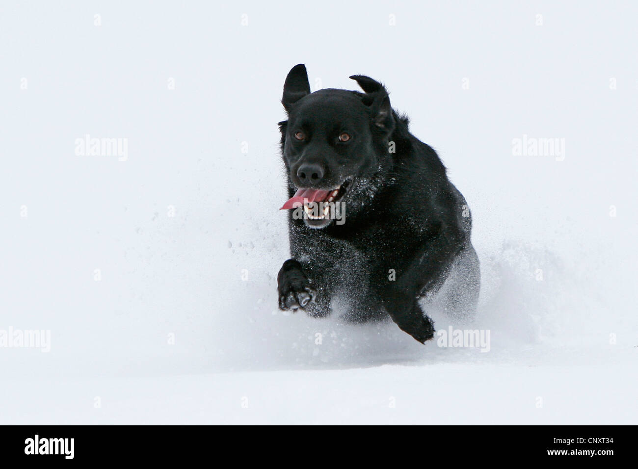 Portrait black labrador in snow hi-res stock photography and images - Alamy
