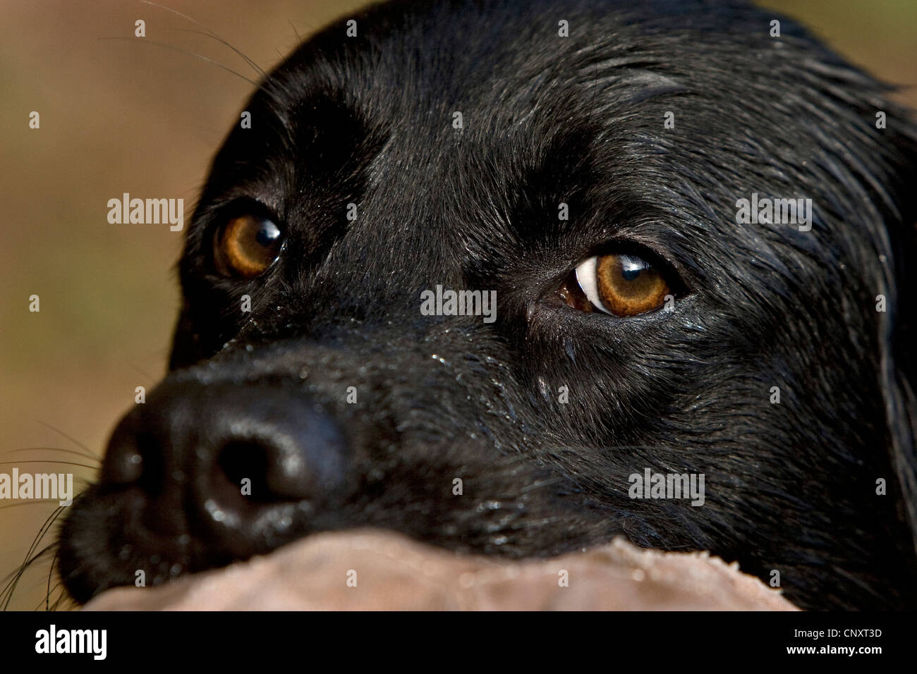 Labrador Retriever (Canis lupus f. familiaris), portrait Stock Photo ...